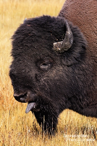 Bison head close Up | Animals | Synnatschke Photography