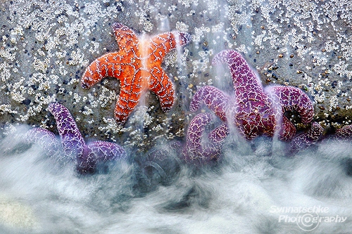Sea Stars and Tide | Animals | Synnatschke Photography